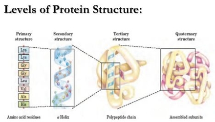 Proteins: Definition and Structure as Chemical Molecules - QS Study