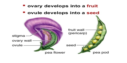 How is an Ovary Turned into a Fruit after Fertilization? - QS Study
