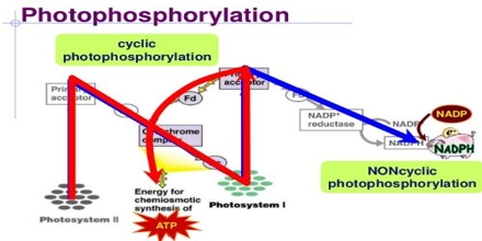 Photophosphorylation: Definition and Types - QS Study