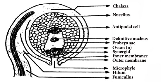 Diagram of a typical Ovule - QS Study