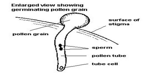 Formation of Male Gametes from Pollen Spore - QS Study