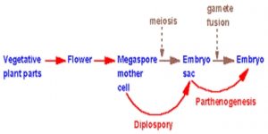 Parthenogenesis Process - QS Study