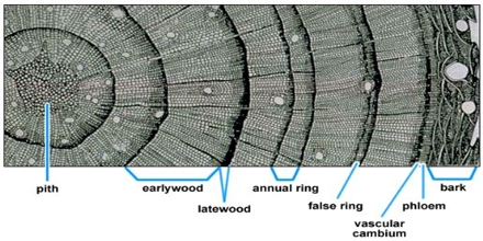 Formation of Annual Ring - QS Study
