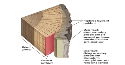 Formation and Function of Bark - QS Study