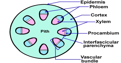 What Is Vascular Bundle Qs Study