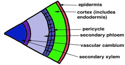Functions of Pericycle in Plants - QS Study