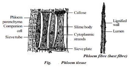 Elements of Phloem Tissue - QS Study