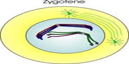 Zygotene