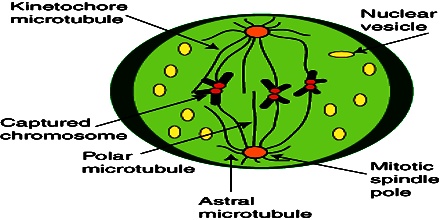 Metaphase In Plant Cells