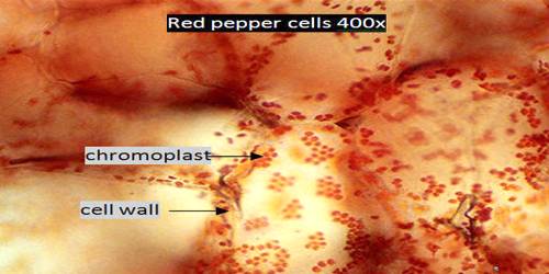 Chromoplast in Plants - QS Study