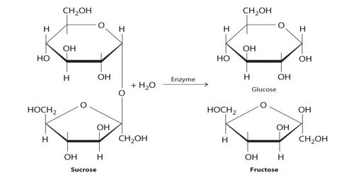 First-order Reaction: Hydrolysis of Sucrose to Glucose and Fructose ...