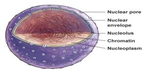 Nucleoplasm Definition with Function - QS Study