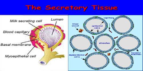 Secretory Tissue in Plants - QS Study