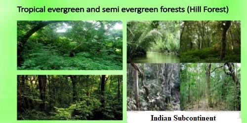 Tropical Evergreen and Semi Evergreen Forests in Indian Subcontinent ...