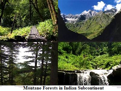Montane Forests in Indian Subcontinent - QS Study