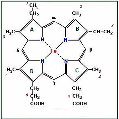 Chemical Structure of Hemoglobin (Hb) - QS Study