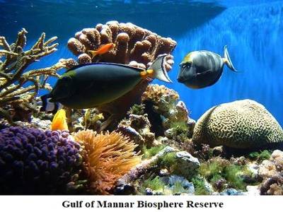 Gulf of Mannar Biosphere Reserve - QS Study