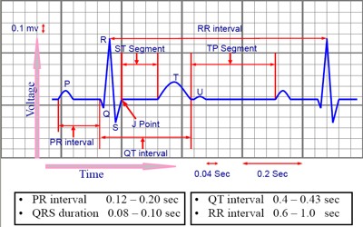 Electrocardiogram (E.C.G) - QS Study